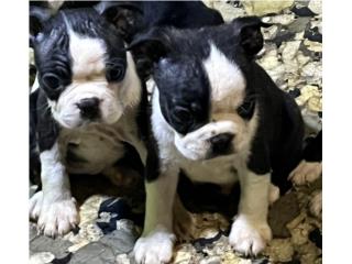 Precioso Boston Terrier Puerto Rico