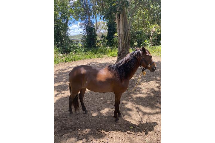 Yegua exelente bien buena Puerto Rico