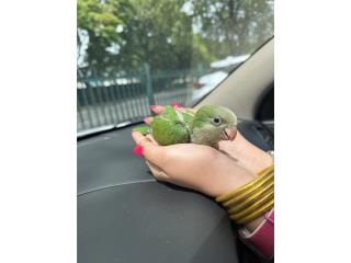 Cotorra quaker bebé Puerto Rico