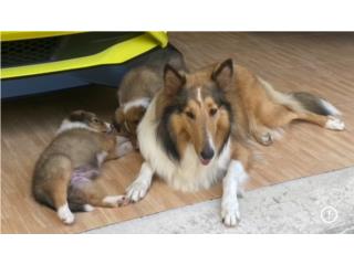 Collie (LASY) nenes Puerto Rico