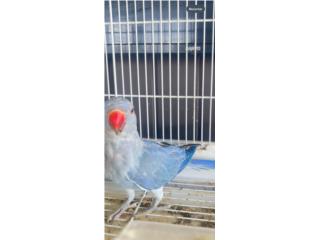 Ringneck violeta bebé Puerto Rico