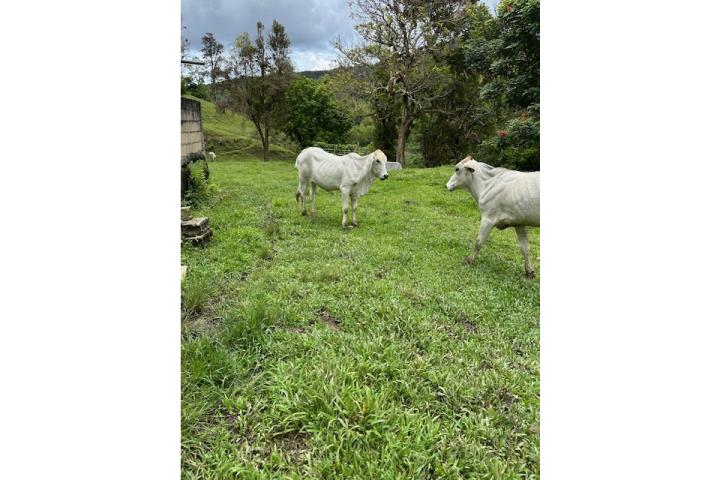 GANADO DESTETES MACHOS Y HEMBRAS Puerto Rico