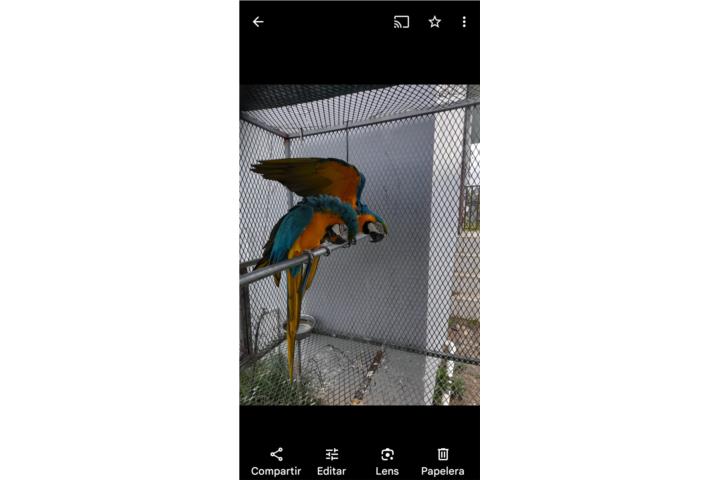 Pareja de guacamayo Puerto Rico