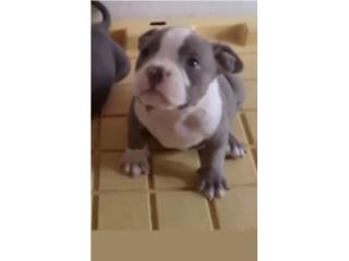American bully Puerto Rico