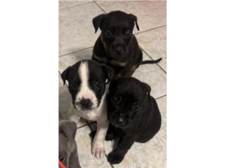 Pitbull 200 varios colores Puerto Rico