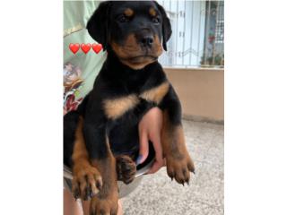 Hermosa Rottweiler Padres 100% puros Puerto Rico