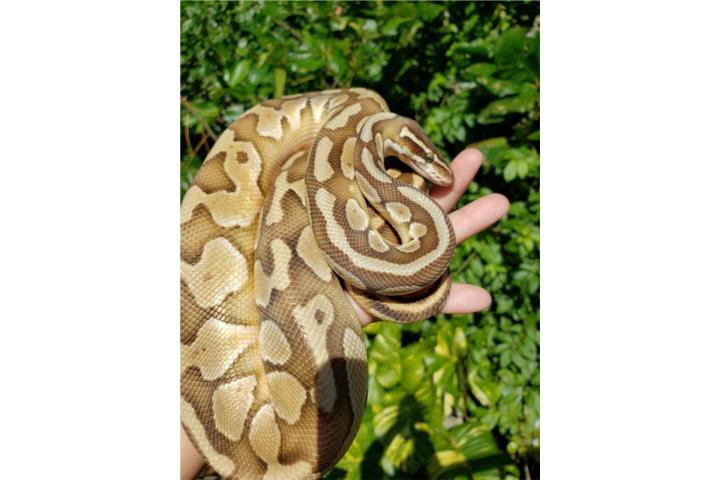 Ball python Puerto Rico