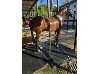 Caballo Saino súper dócil Puerto Rico
