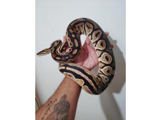 Reptiles Puerto Rico, ClasificadosOnline.com