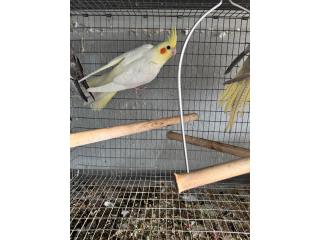 Cockatiel variedad Puerto Rico
