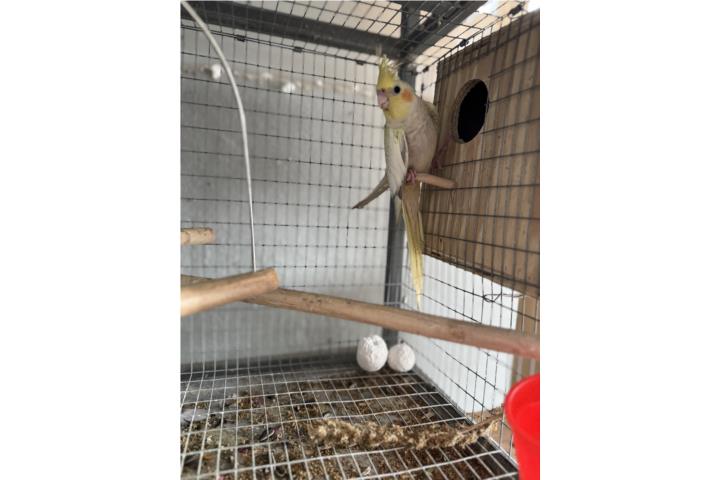 Cockatiel variedad Puerto Rico