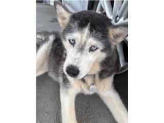 Se regala Siberian Husky Puerto Rico