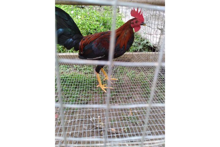 Pollo rubio Puerto Rico