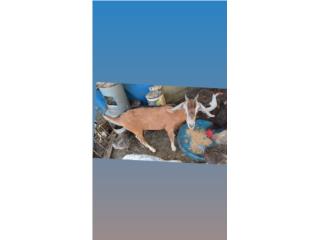 Cabra de buena raza Puerto Rico