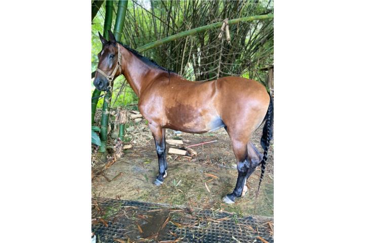 Yegua Mezcla Puerto Rico