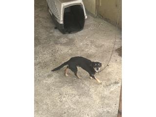 Regalando perro Puerto Rico