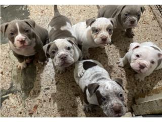 American bully Pocket Puerto Rico