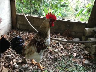 Venta gallo manilo a 20 Puerto Rico