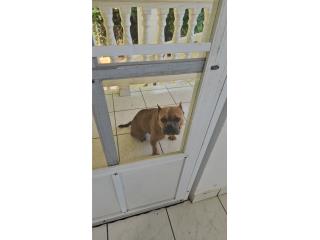 American bully Puerto Rico