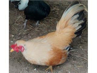 Gallito Kiri Puerto Rico