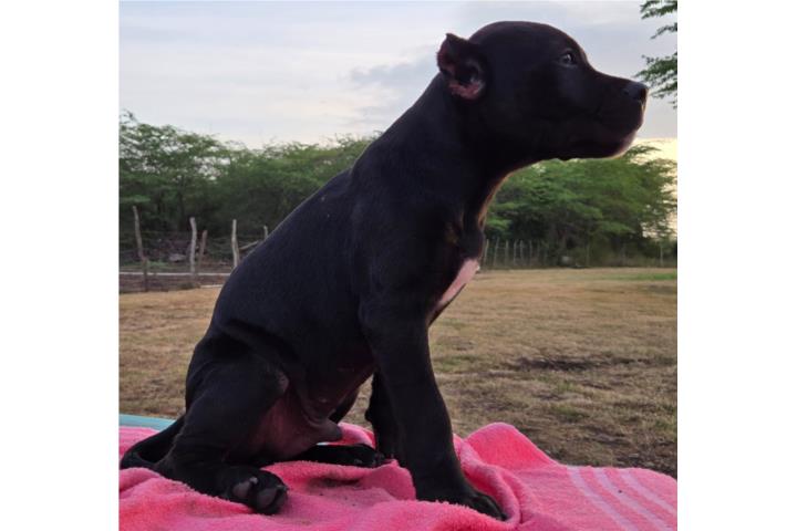 American Bully Xl Puerto Rico