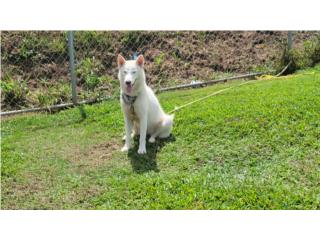 Siberian husky Puerto Rico