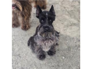 Mini schnauzer macho black party 8 meses Puerto Rico