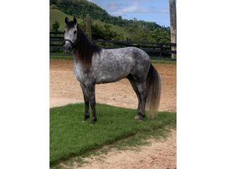 Caballo Moro de Paseo Puerto Rico
