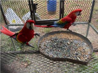 Pareja de Guacamayos Scarlet Puerto Rico