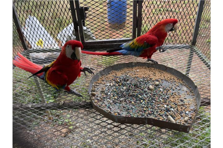 Pareja de Guacamayos Scarlet Puerto Rico