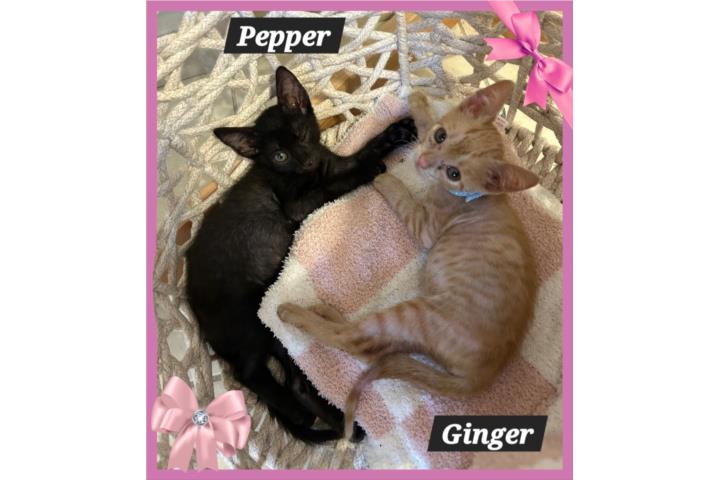 Ginger y Pepper buscan Hogar Puerto Rico