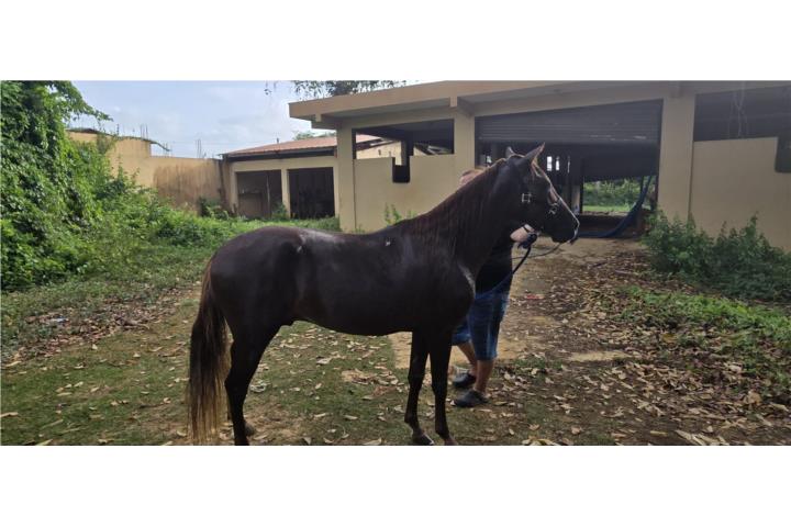 ELEGANTE EJEMPLAR DE PASEO Puerto Rico
