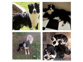 6 perritos Border Collie Puerto Rico