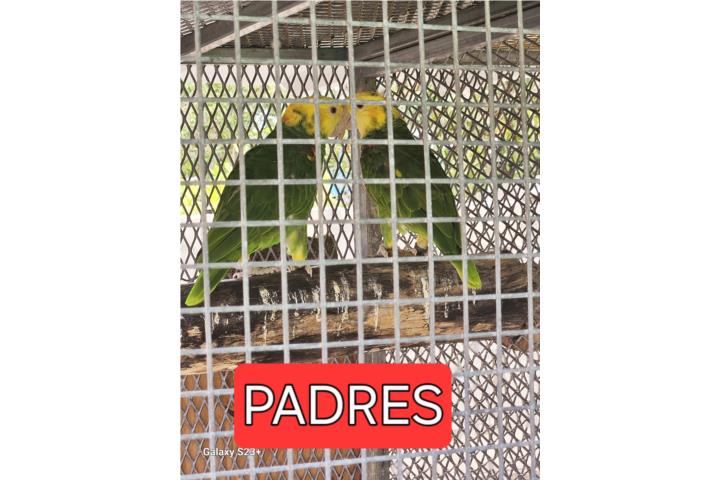 DOBLE YELLOW CON MUCHO AMARILLO Puerto Rico