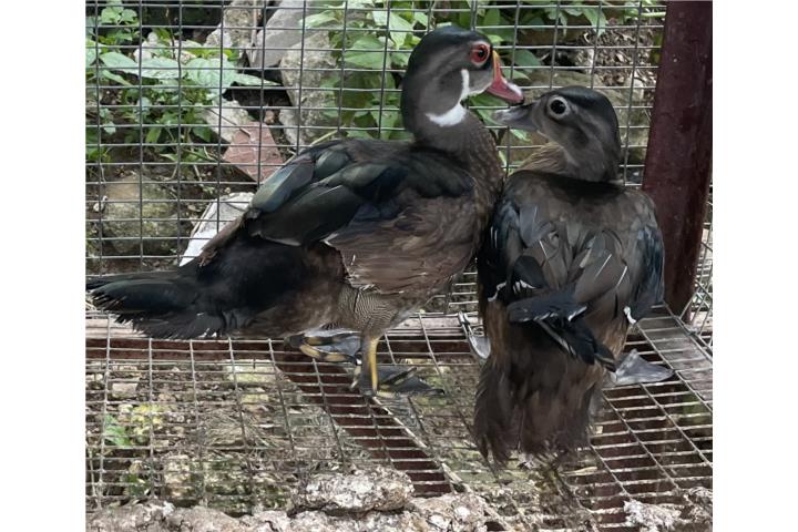 3 parejas de Patos ( Wood Duck) Puerto Rico