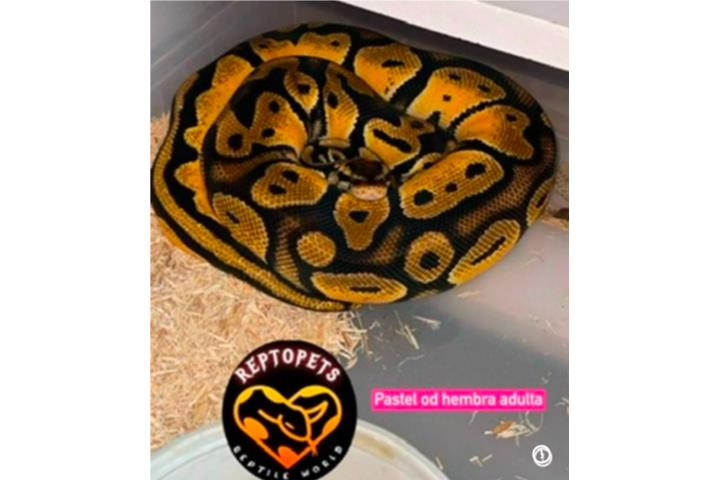 Vendo o Cambio Ball Python Pastel OD Hembra Puerto Rico