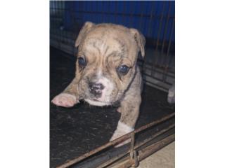 American bully Puerto Rico