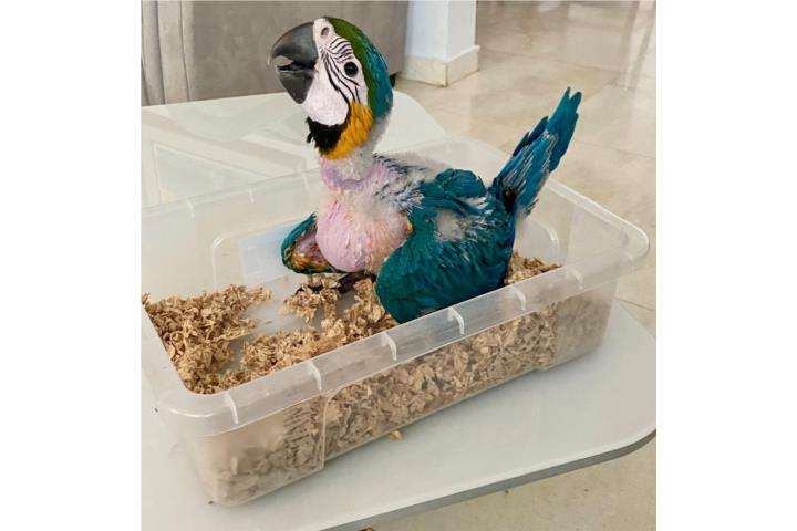 GUACAMAYO Puerto Rico