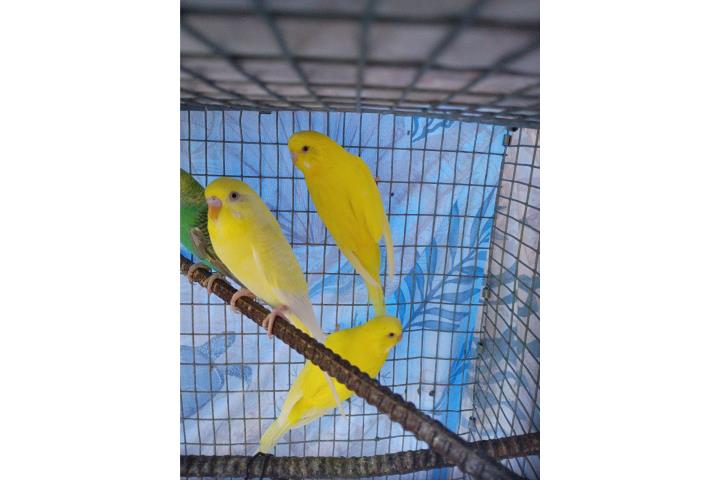 Hermosos pericos $15 c/u Puerto Rico