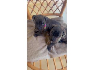 Cane corso Puerto Rico