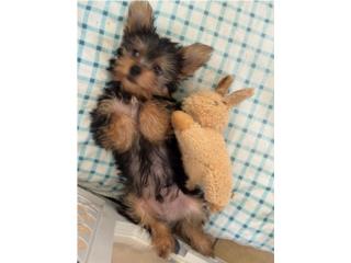 Yorkie Macho Puerto Rico