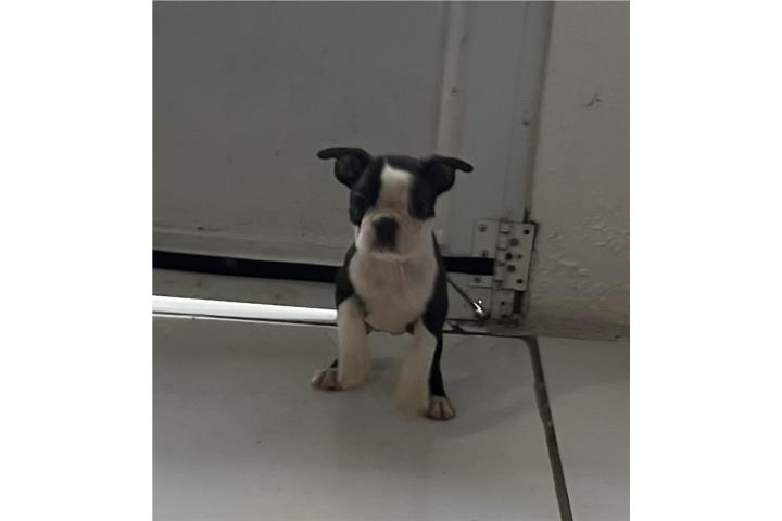 Preciosa Boston Terrier Puerto Rico