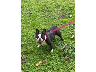 Boston terrier Puerto Rico
