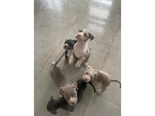 Pitbull XL Calidad Puerto Rico