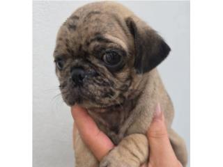 Pug macho fawn merle Puerto Rico