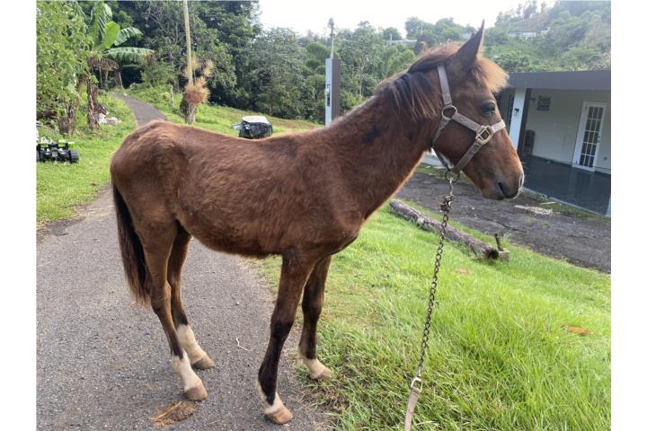 Caballo alazano Puerto Rico