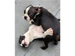 Preciosos Boston Terriers Puerto Rico
