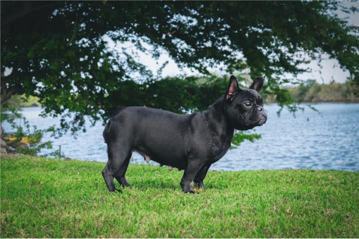 French bull dog Puerto Rico