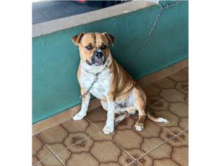 Draco el pitbull Puerto Rico