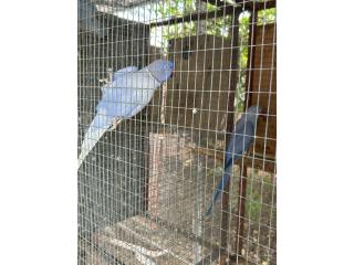 Pareja Ringneck arlequín violeta adulto Puerto Rico